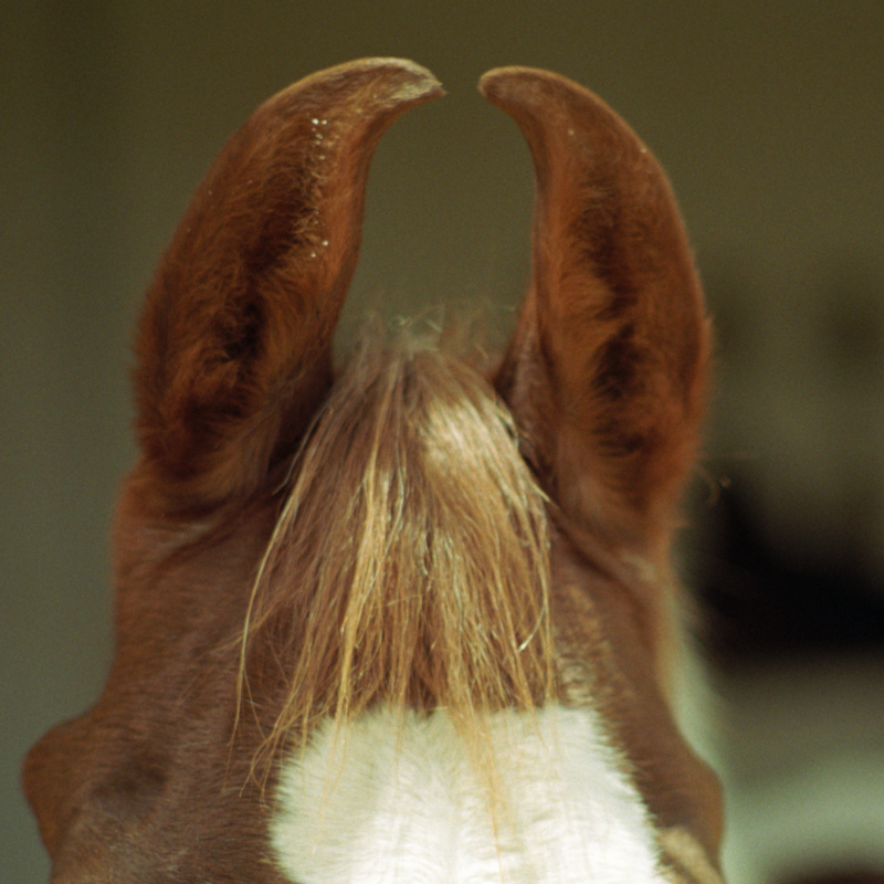 Understanding Horse Body Language: Ears - The Open Sanctuary Project