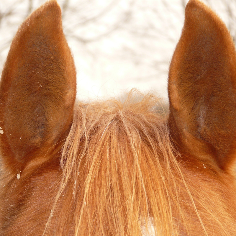 Understanding Horse Body Language: Ears - The Open Sanctuary Project
