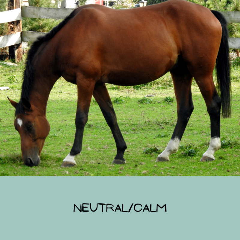 Understanding Horse Body Language: Ears - The Open Sanctuary Project