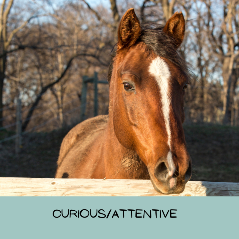 Understanding Horse Body Language: Ears - The Open Sanctuary Project