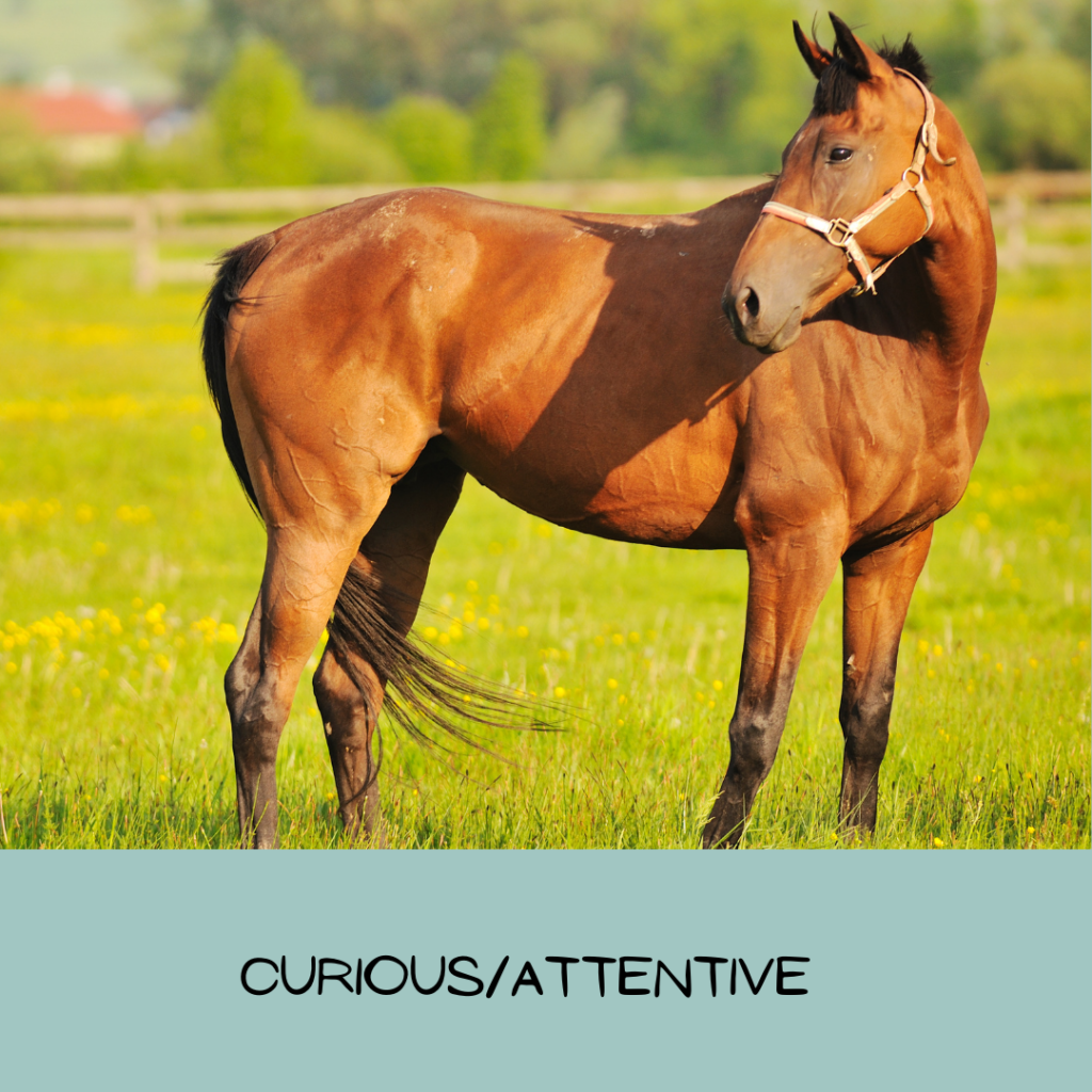 Understanding Horse Body Language: Ears - The Open Sanctuary Project