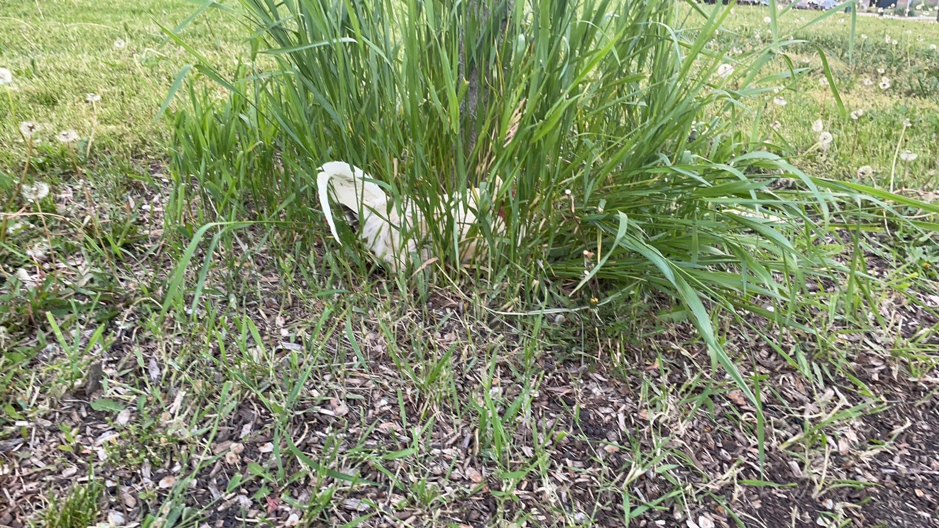 Introduction to Rooster Behavior Part I: Dismantling Rooster Stigma ...