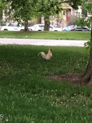 Introduction to Rooster Behavior Part I: Dismantling Rooster Stigma ...