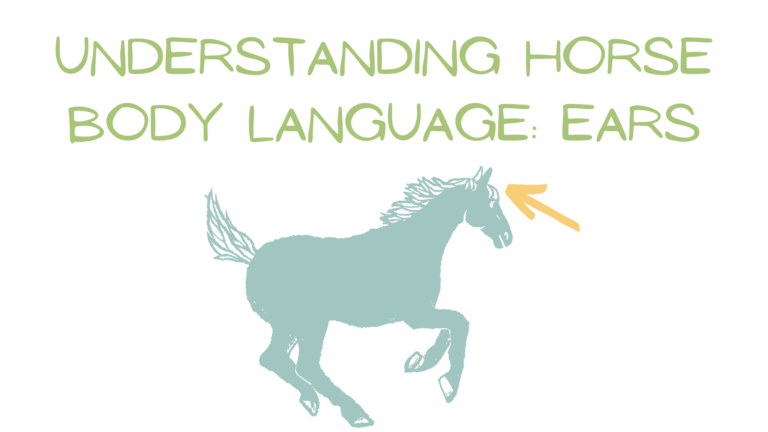 Understanding Horse Body Language: Ears - The Open Sanctuary Project