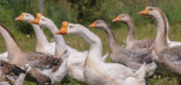 Potential Goose Health Challenges - The Open Sanctuary Project