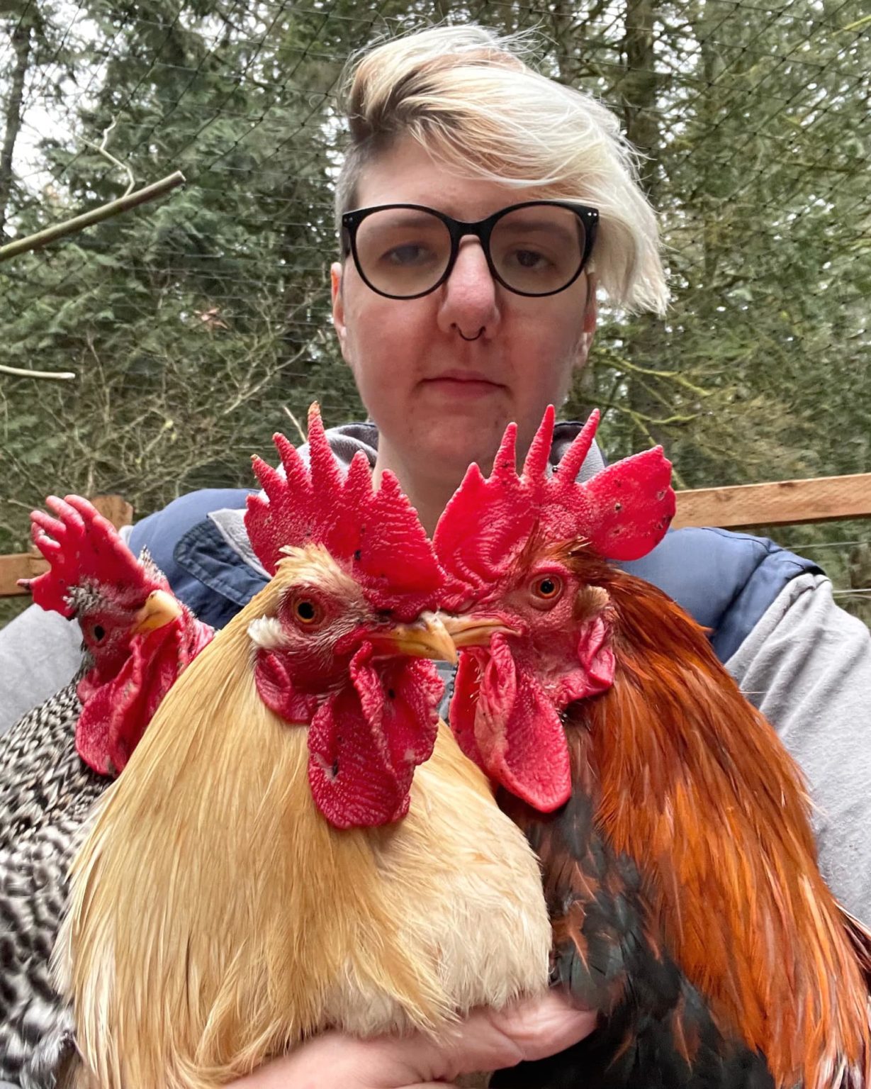 Introduction to Rooster Behavior Part I: Dismantling Rooster Stigma ...