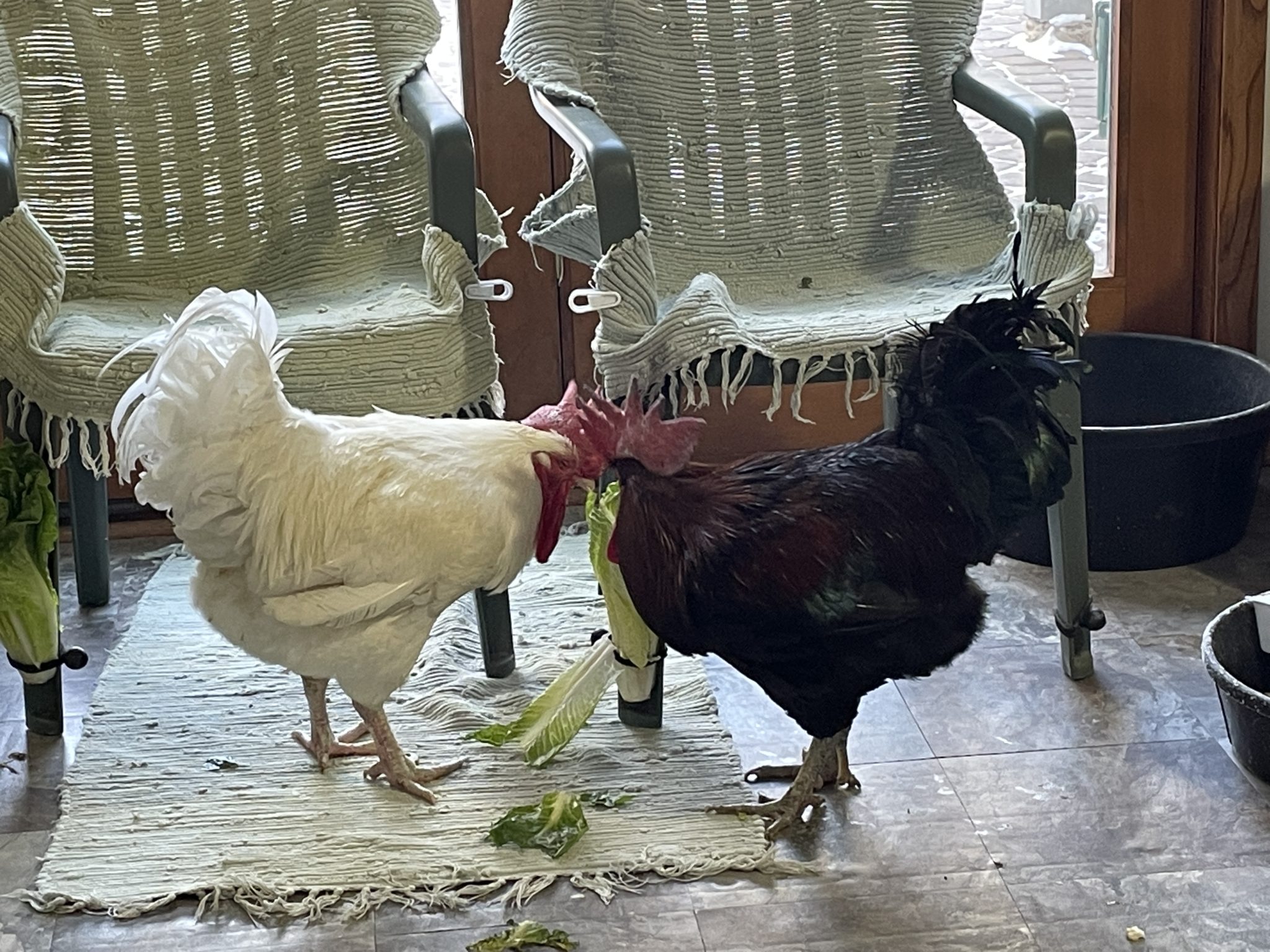 Introduction to Rooster Behavior Part I: Dismantling Rooster Stigma ...