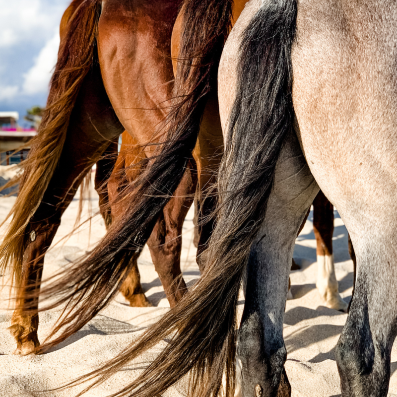 Understanding Horse Body Language: The Tail - The Open Sanctuary Project