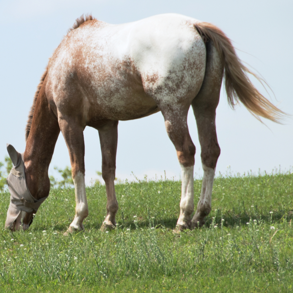 Understanding Horse Body Language: The Tail - The Open Sanctuary Project
