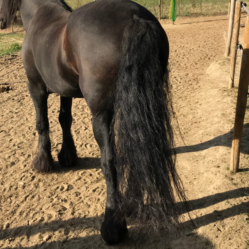 Understanding Horse Body Language: The Tail - The Open Sanctuary Project