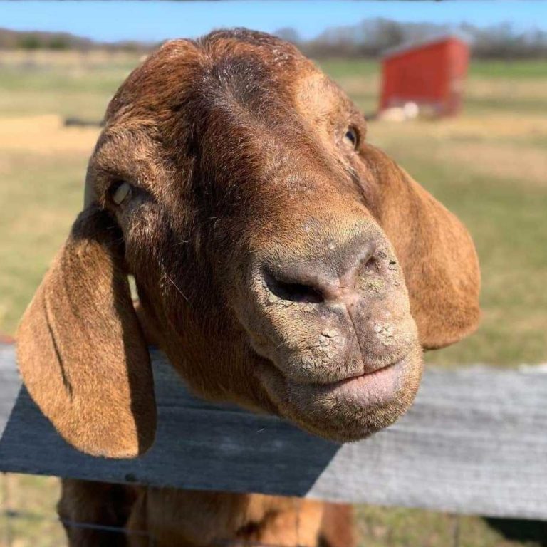 Excerpts From The Compassionate Care Classroom: Fencing For Sheep And ...