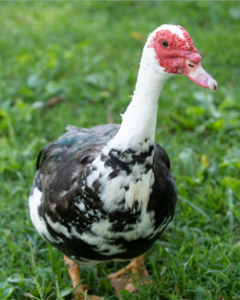 Daily Observation For Duck Health And Well-Being - The Open Sanctuary ...