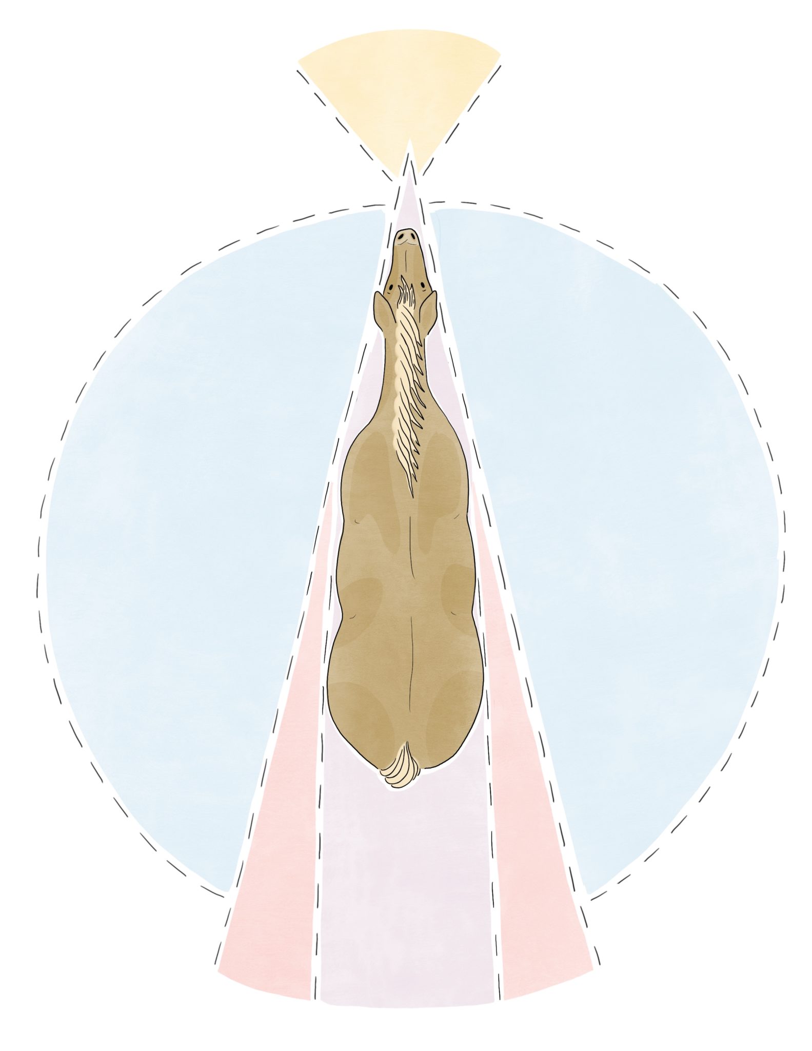 Understanding Horse Body Language: The Eyes - The Open Sanctuary Project