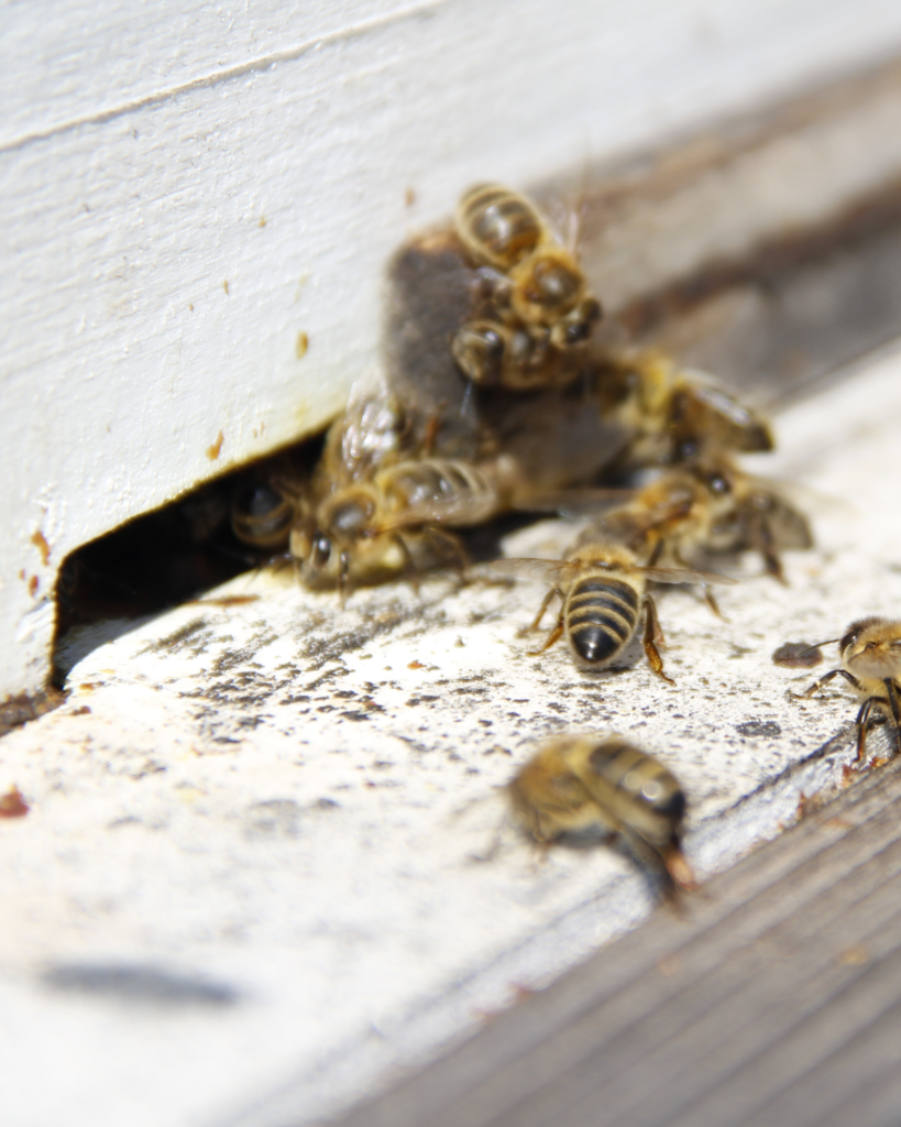 How To Be More Bee-Friendly At Your Sanctuary - The Open Sanctuary Project