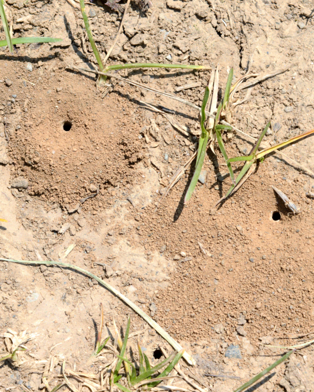 How To Be More Bee-Friendly At Your Sanctuary - The Open Sanctuary Project