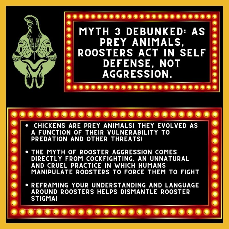 Dismantling Rooster Stigma: Infographics - The Open Sanctuary Project