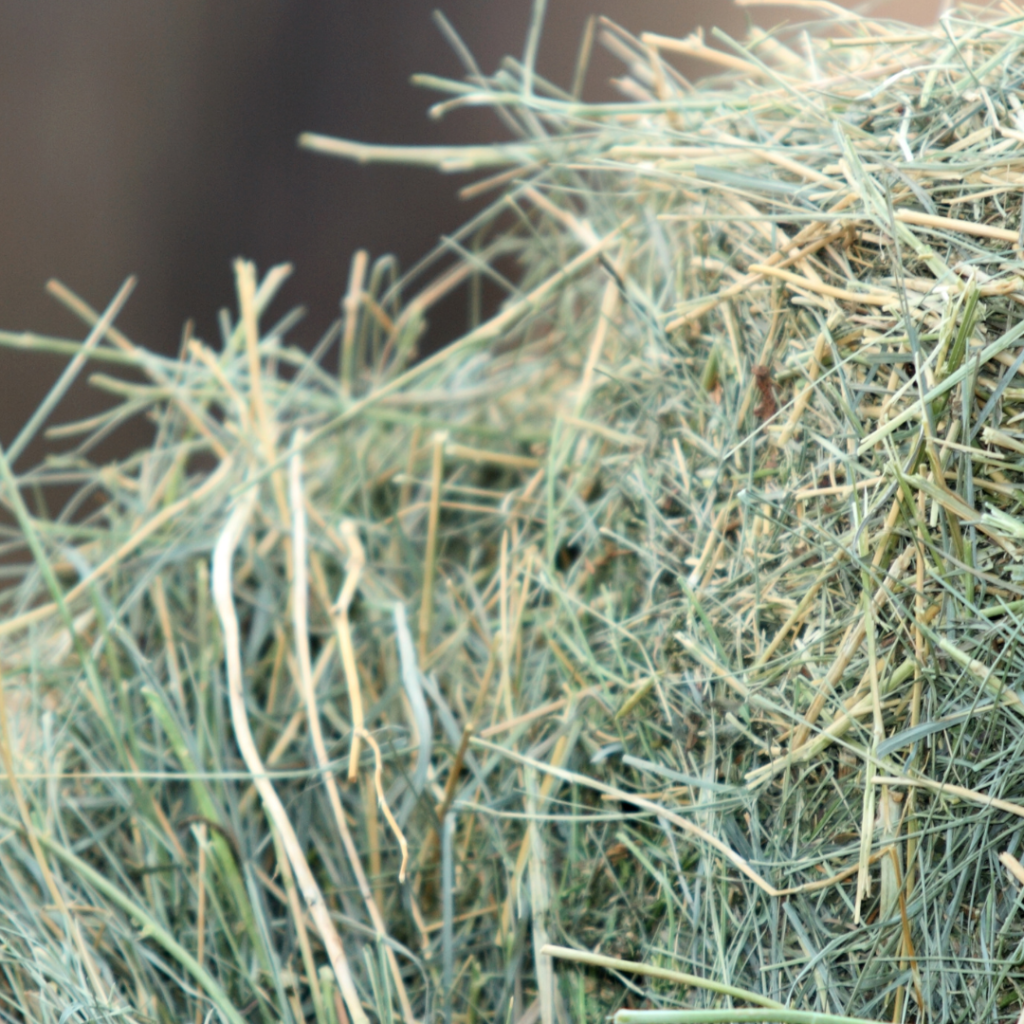 The Difference Between Straw And Hay - The Open Sanctuary Project