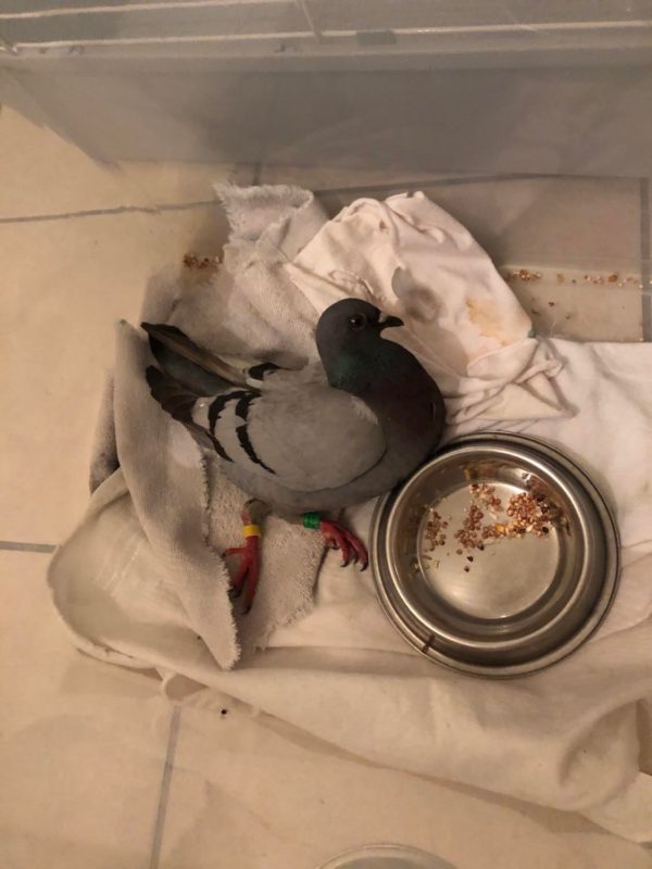 Pigeons: How We Got Here - The Open Sanctuary Project