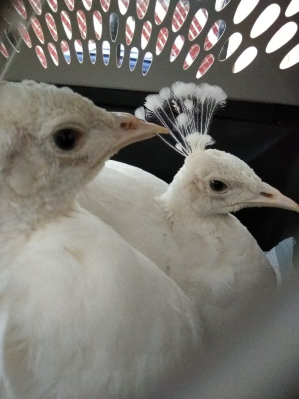 Peafowl: How We Got Here - The Open Sanctuary Project