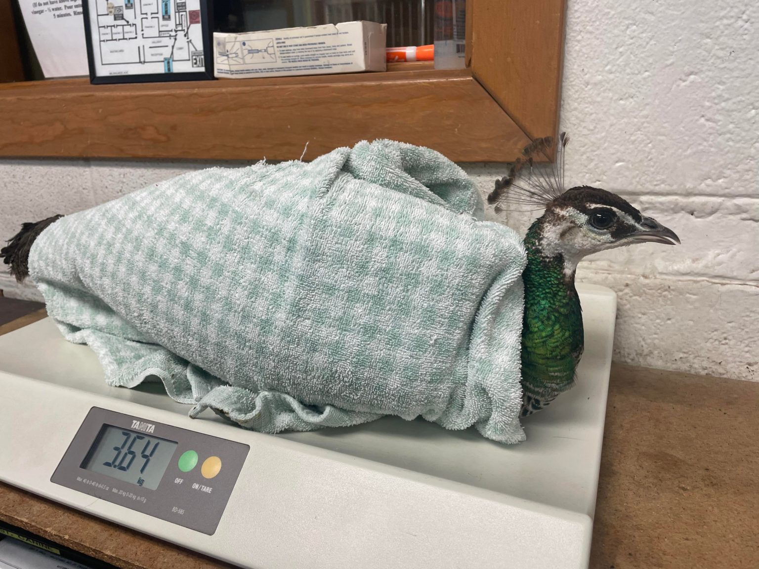 Peafowl: How We Got Here - The Open Sanctuary Project