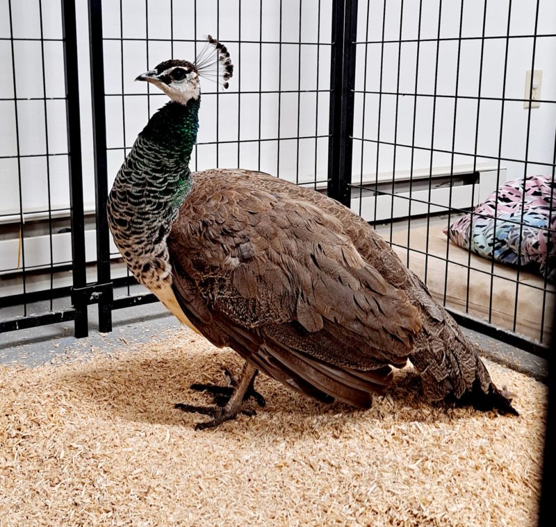 Peafowl: How We Got Here - The Open Sanctuary Project
