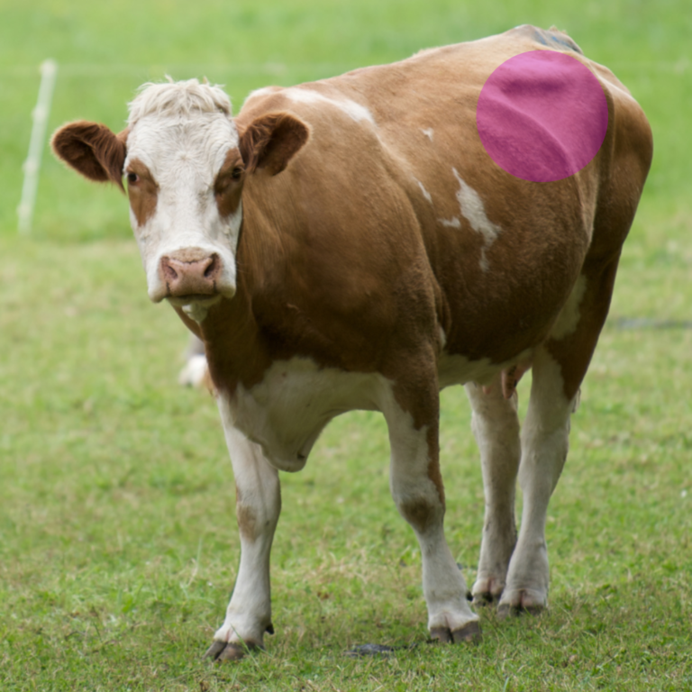 How to Conduct A Cow Health Check - The Open Sanctuary Project