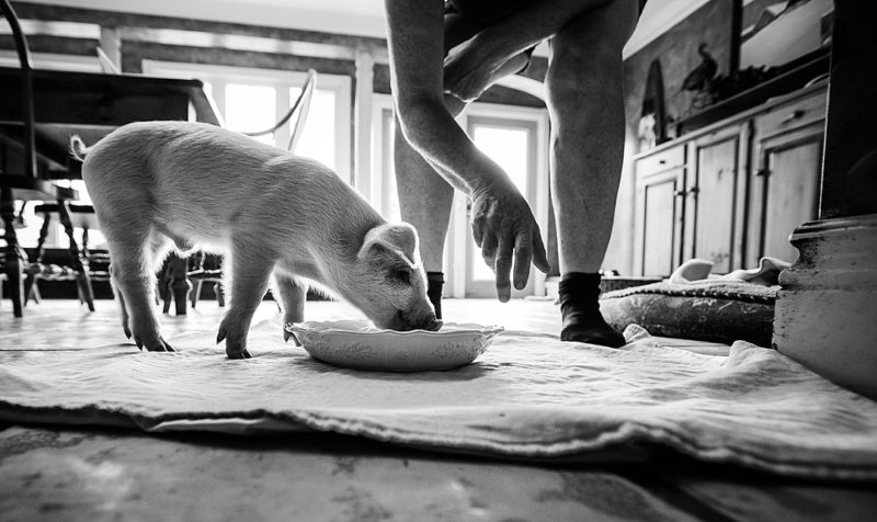 Care Recommendations For Piglets - The Open Sanctuary Project