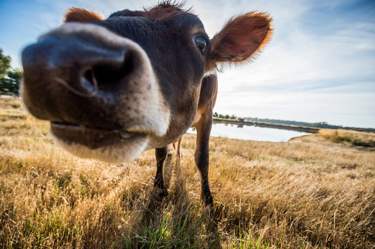 How to Conduct A Cow Health Check - The Open Sanctuary Project