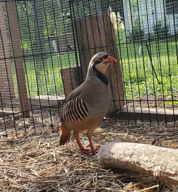 Chukars: How We Got Here - The Open Sanctuary Project