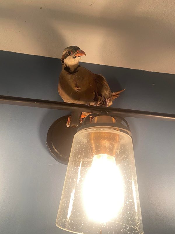 Chukars: How We Got Here - The Open Sanctuary Project