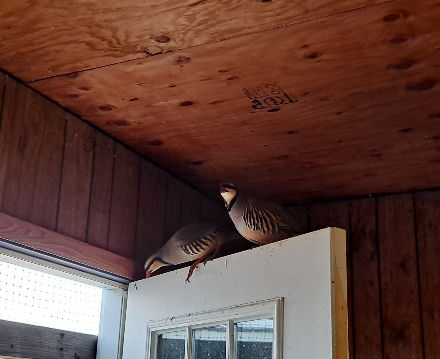 Chukars: How We Got Here - The Open Sanctuary Project