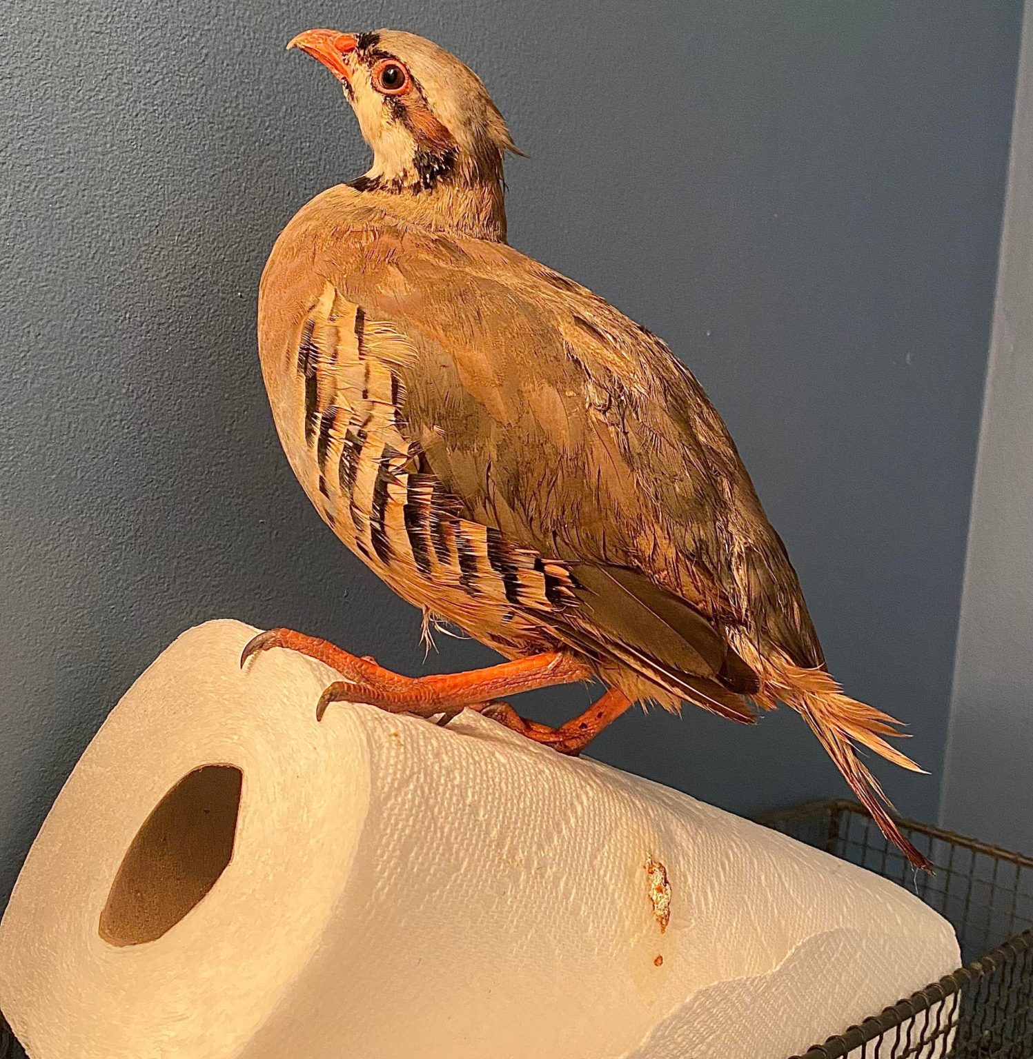 Chukars: How We Got Here - The Open Sanctuary Project