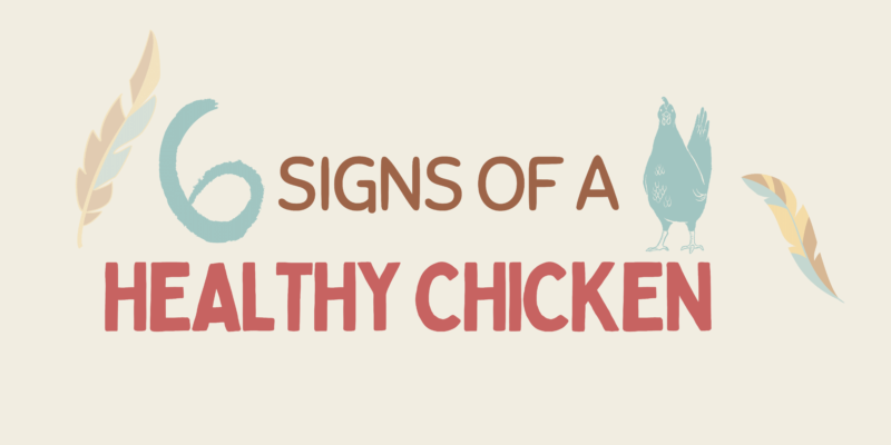 6 Signs Of A Healthy Chicken Infographic - The Open Sanctuary Project