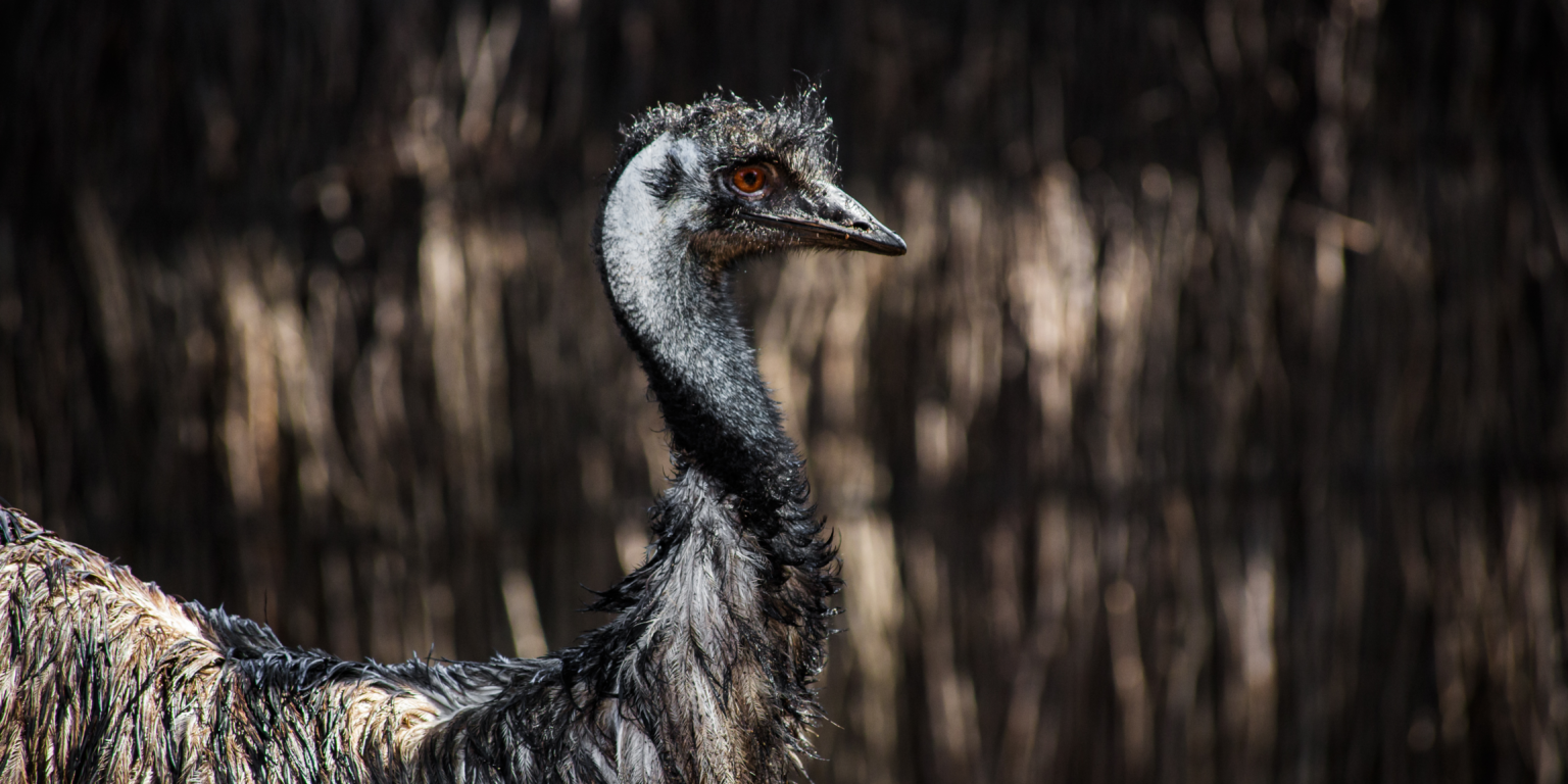 Introductory Care Topics For Emus - The Open Sanctuary Project