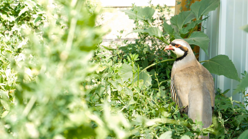 Chukars: How We Got Here - The Open Sanctuary Project