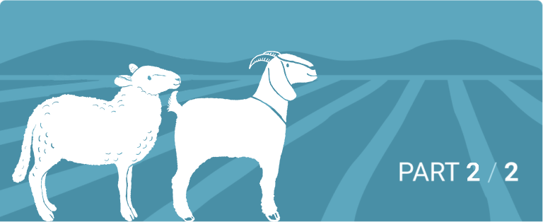 Basic Sheep And Goat Care Part 2 - The Open Sanctuary Project