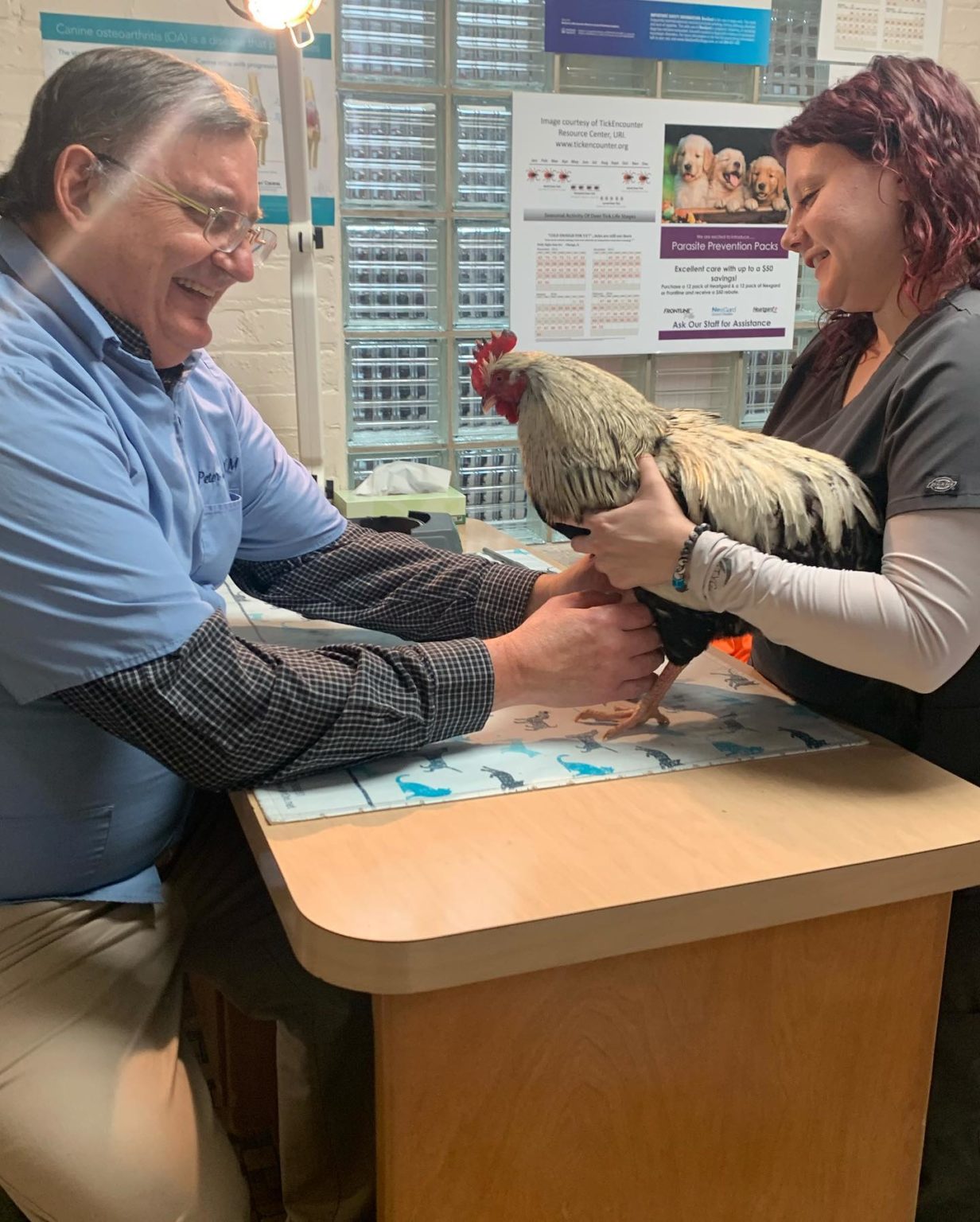 A Guide To Safely Catching Stray Birds For Your Animal Sanctuary Or ...