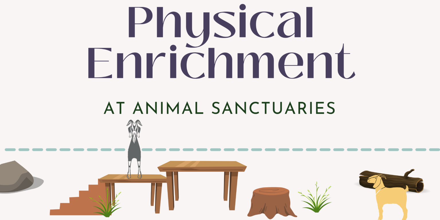 Physical Enrichment At Animal Sanctuaries - The Open Sanctuary Project