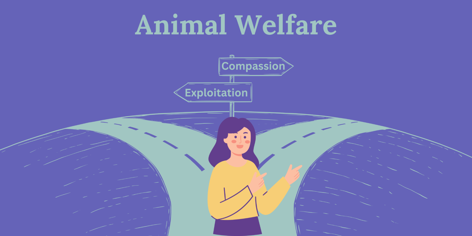 How Animal Welfare Relates In A Sanctuary Environment - The Open ...