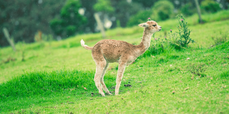 Advanced Topics In Cria Health: Diarrhea - The Open Sanctuary Project