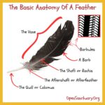 How Do Feathers Work, And What Can They Tell You? An Introduction For ...