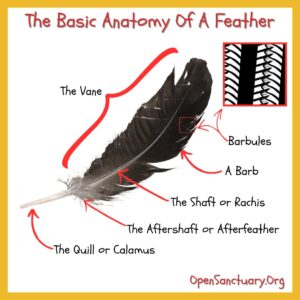 How Do Feathers Work, And What Can They Tell You? An Introduction For ...