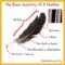 How Do Feathers Work, And What Can They Tell You? An Introduction For ...