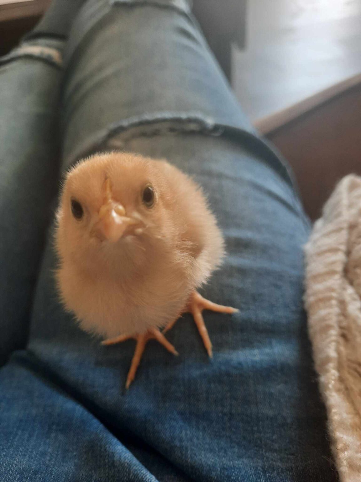 How Do Feathers Work, And What Can They Tell You? An Introduction For ...