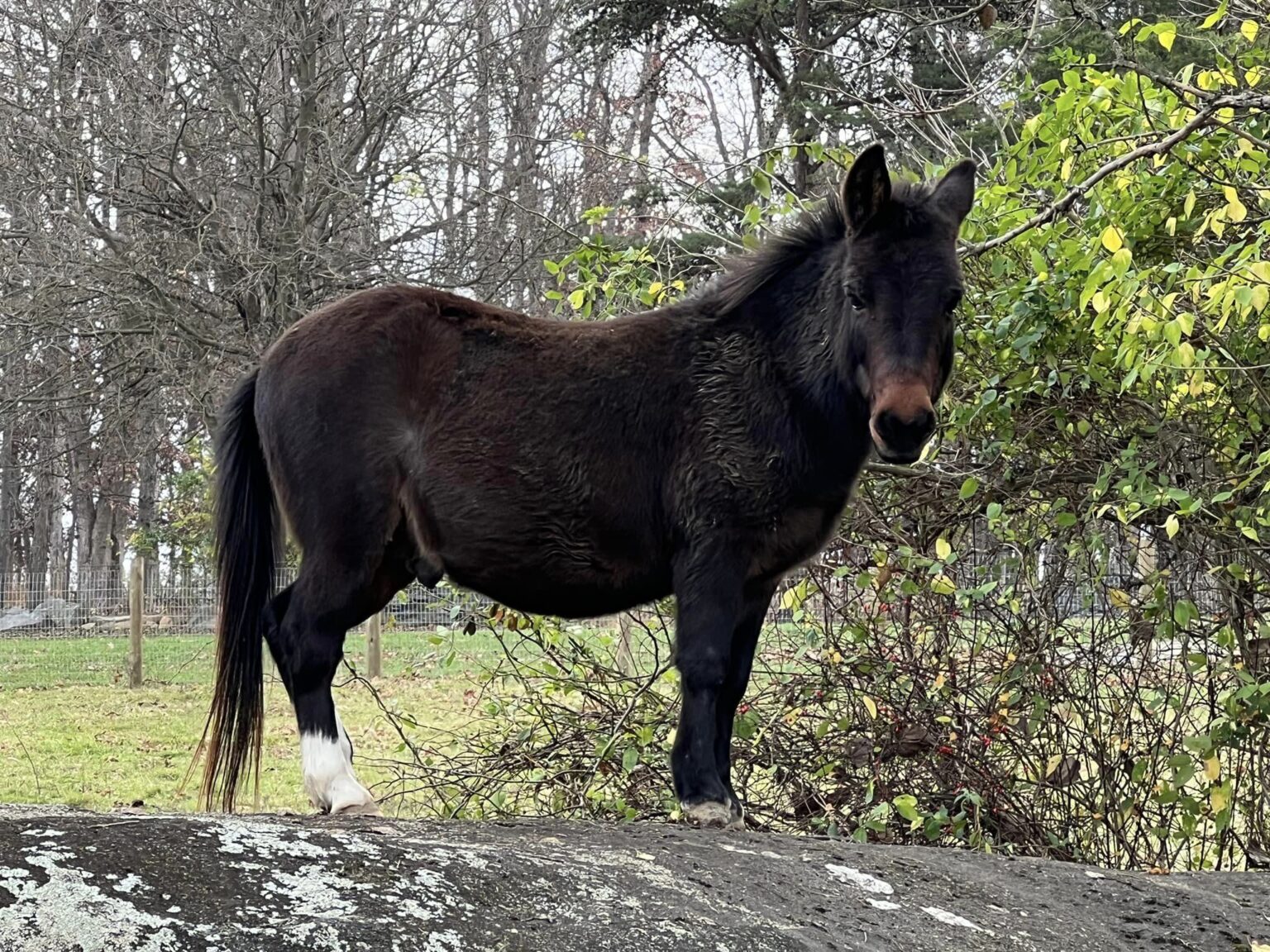 Marvelous Mules: Special Care Considerations - The Open Sanctuary Project