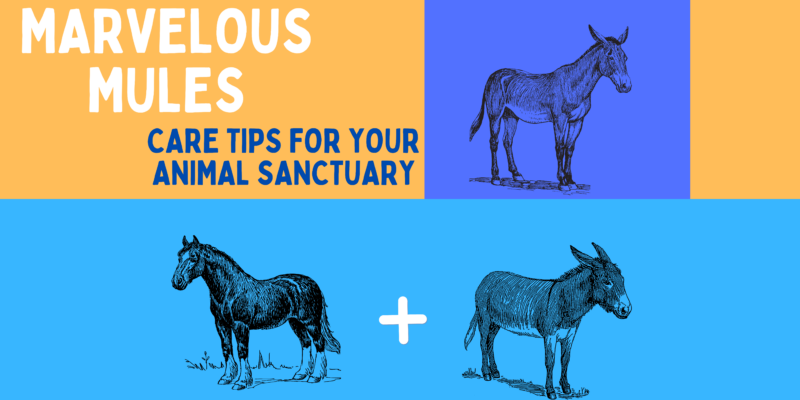 Marvelous Mules: Tips For Your Animal Sanctuary Infographic - The Open ...