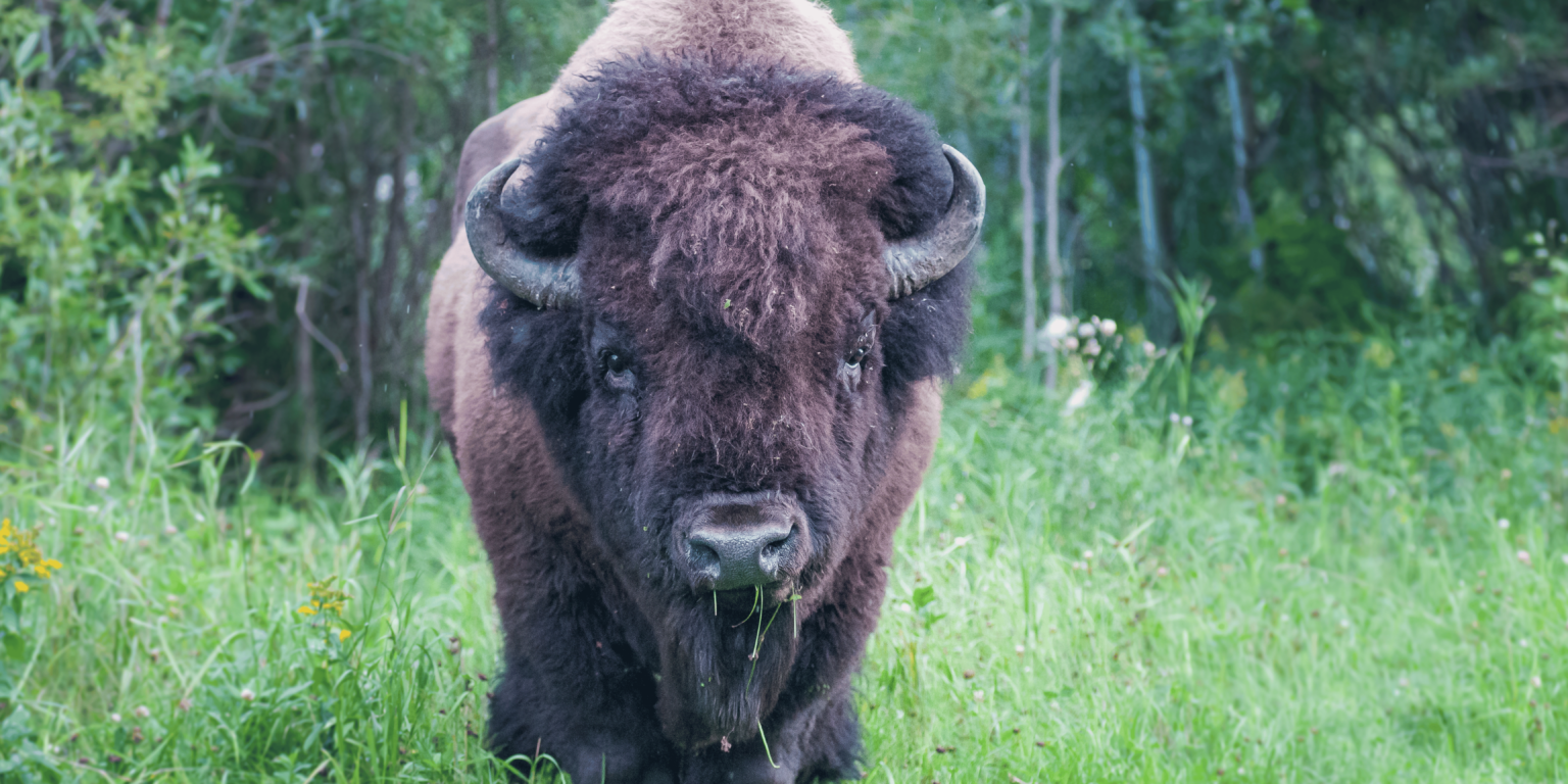 Introductory Care Considerations For Bison - The Open Sanctuary Project