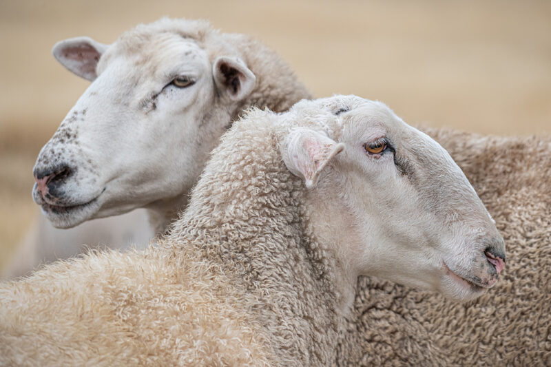 Conducting Sheep Introductions At Your Animal Sanctuary - The Open ...