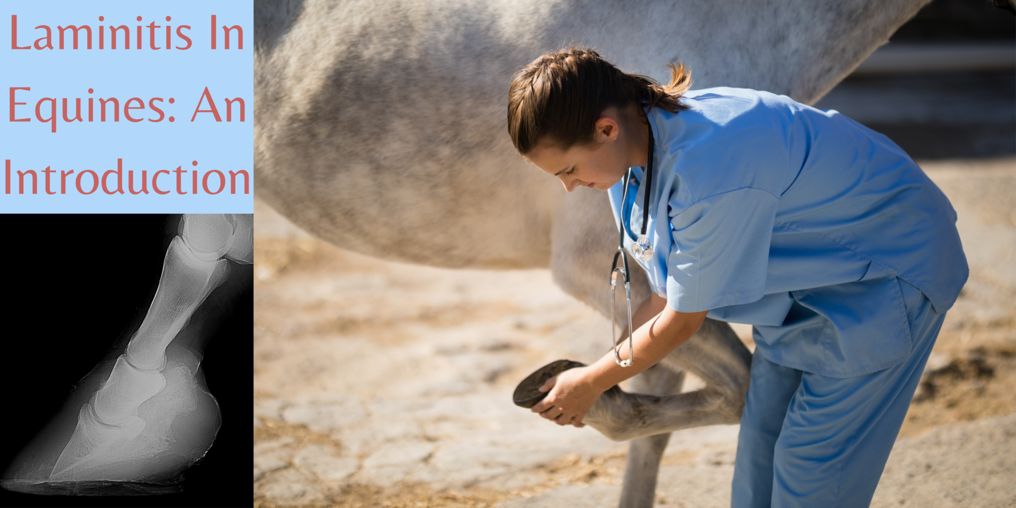 Laminitis In Horses: An Introduction - The Open Sanctuary Project