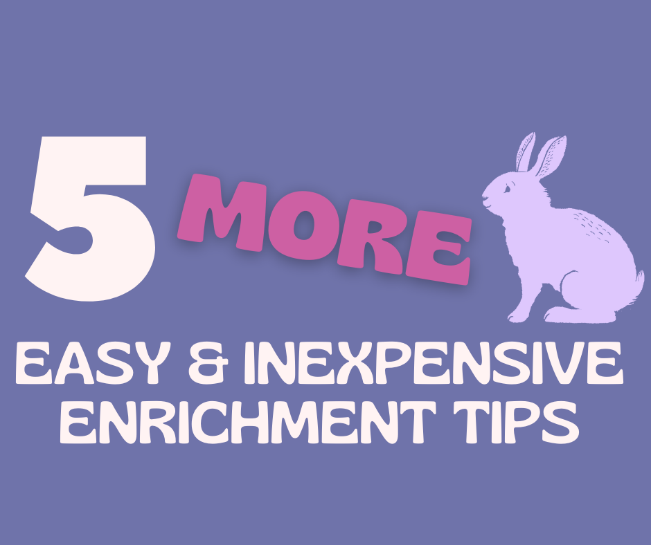 5 More Easy And Inexpensive Enrichment Tips Infographic - The Open ...